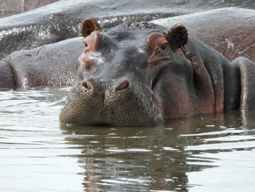 HiPPO – ExP Platform